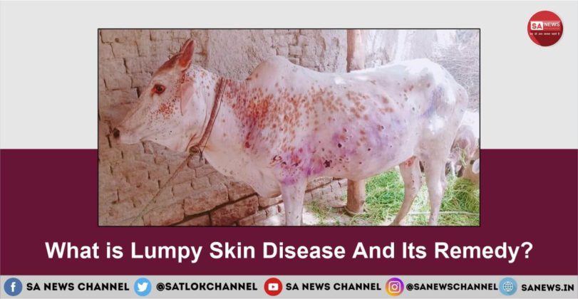 What is Lumpy Skin Disease And What is its Permanent Cure?