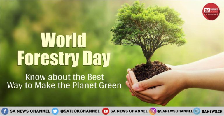 World Forest Day 2025: Theme,History,Quotes,Facts,Green Earth